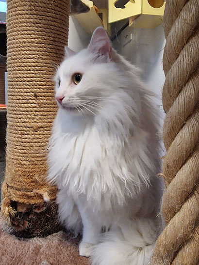 Tiervermittlung, Katzen, Babykatzen, Katzenbabys, Katze, Welpe ...